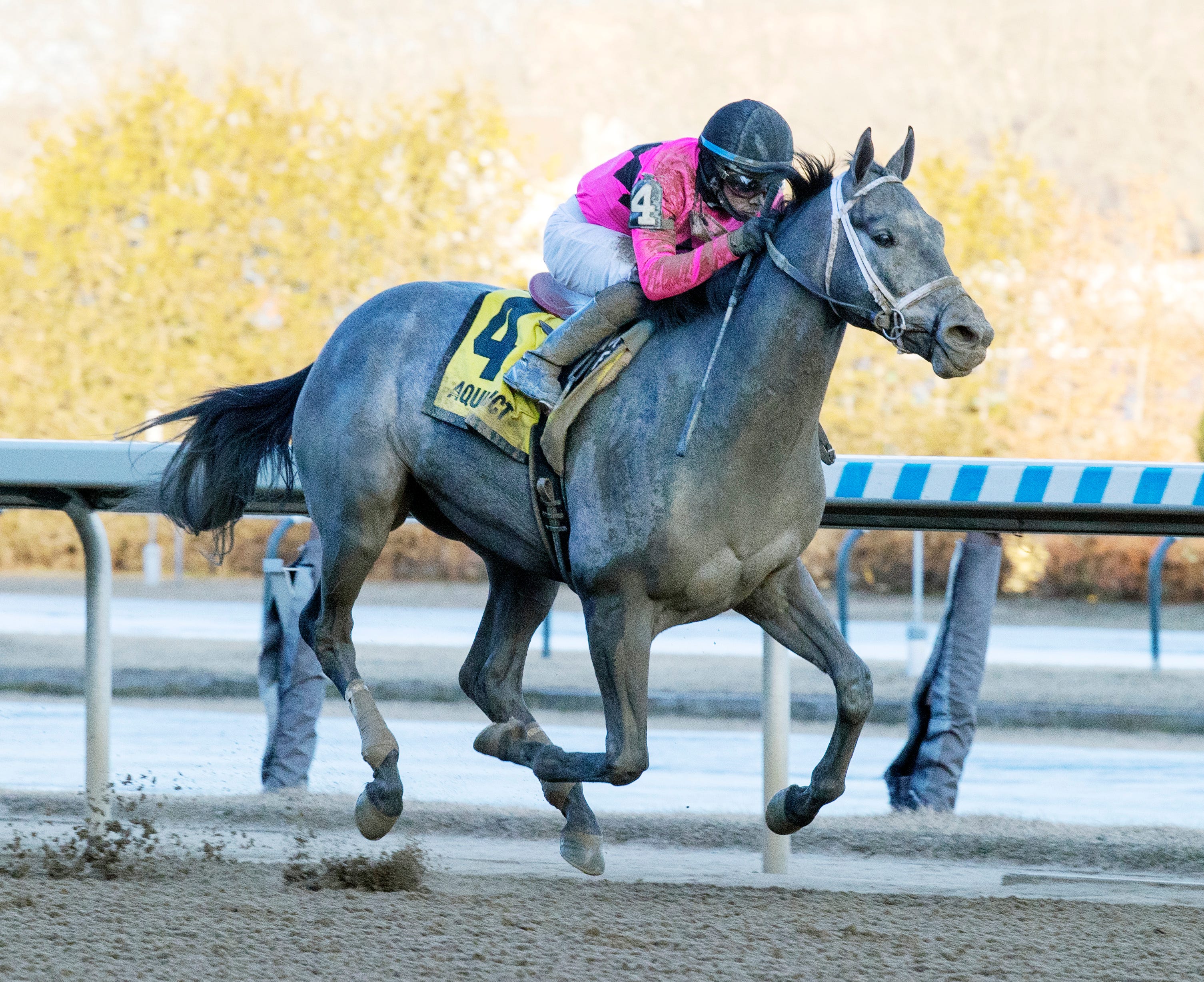 Hit Show se vio imponente en el Withers Stakes G3